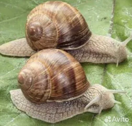 Улитки виноградные