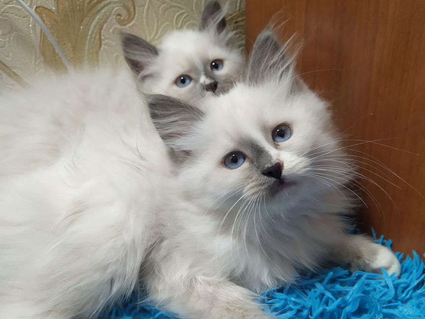 Невские маскарадные котята