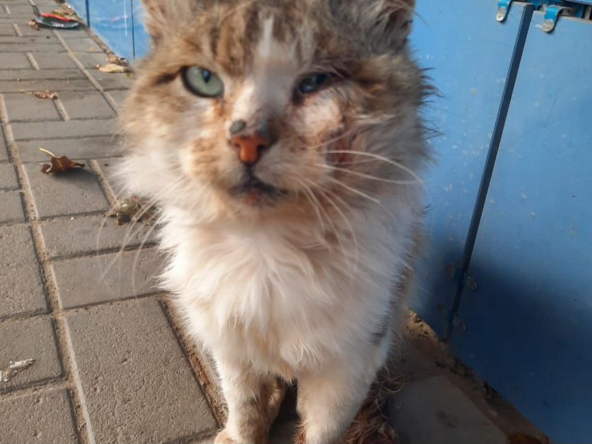 Котик