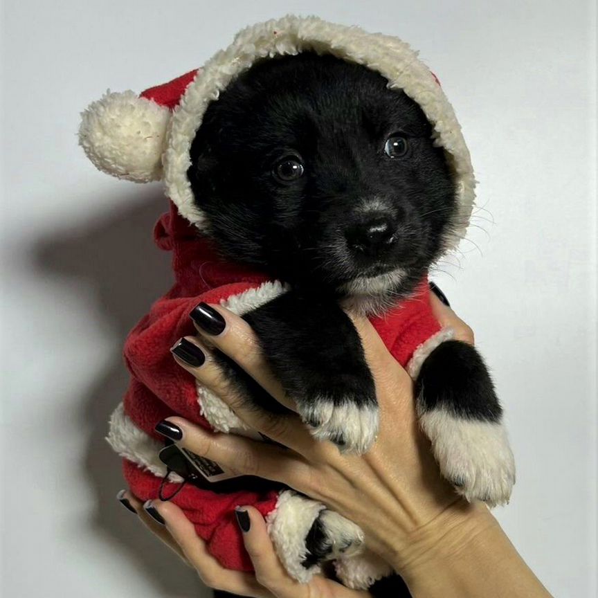 Маленькое чудо (девочка, 1,5-2мес.)