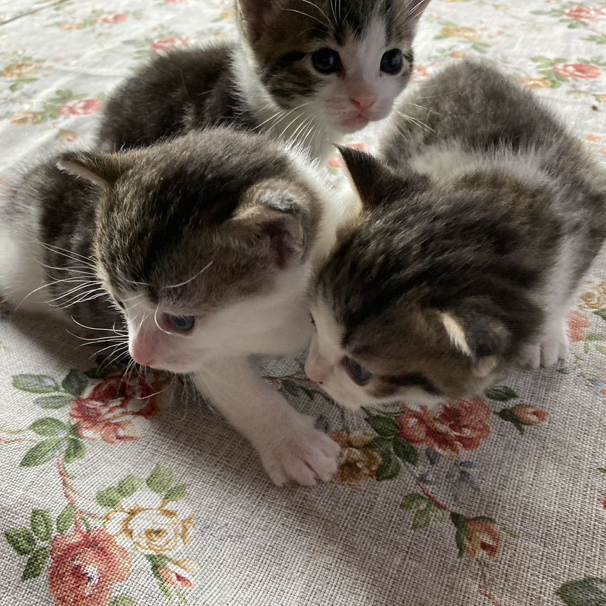 Котята в добрые руки