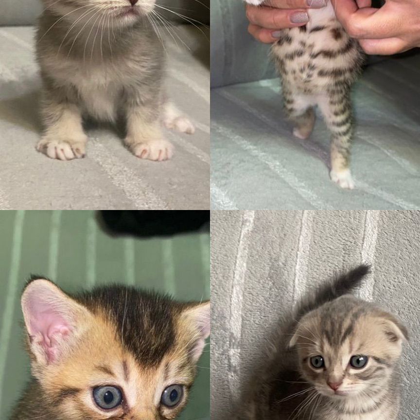 Котята породистые