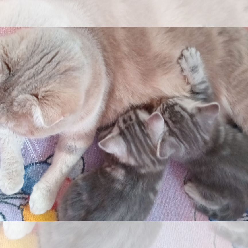Шотландский прямоухий короткошёрстный котёнок