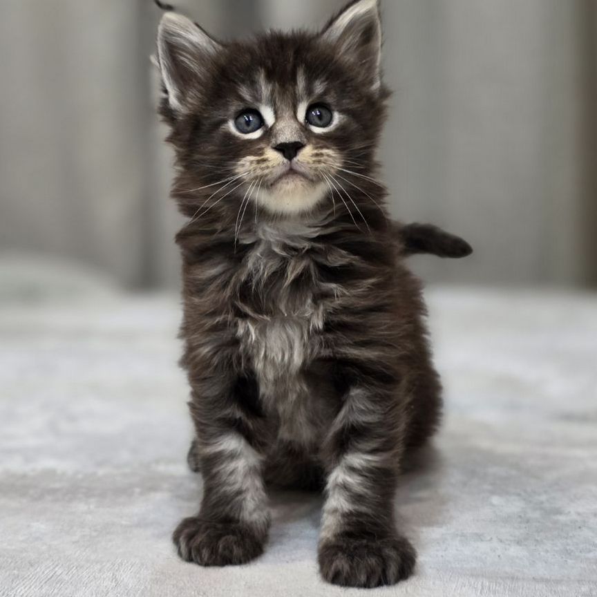 Мейн-кун котёнок