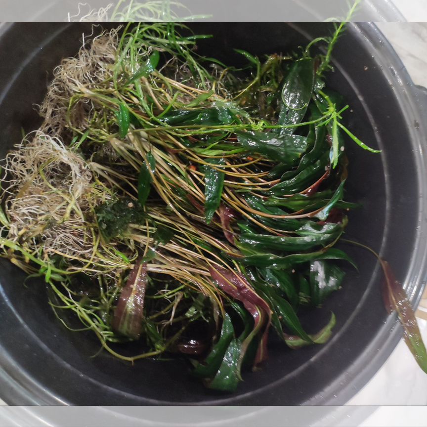 Аквариумное растение