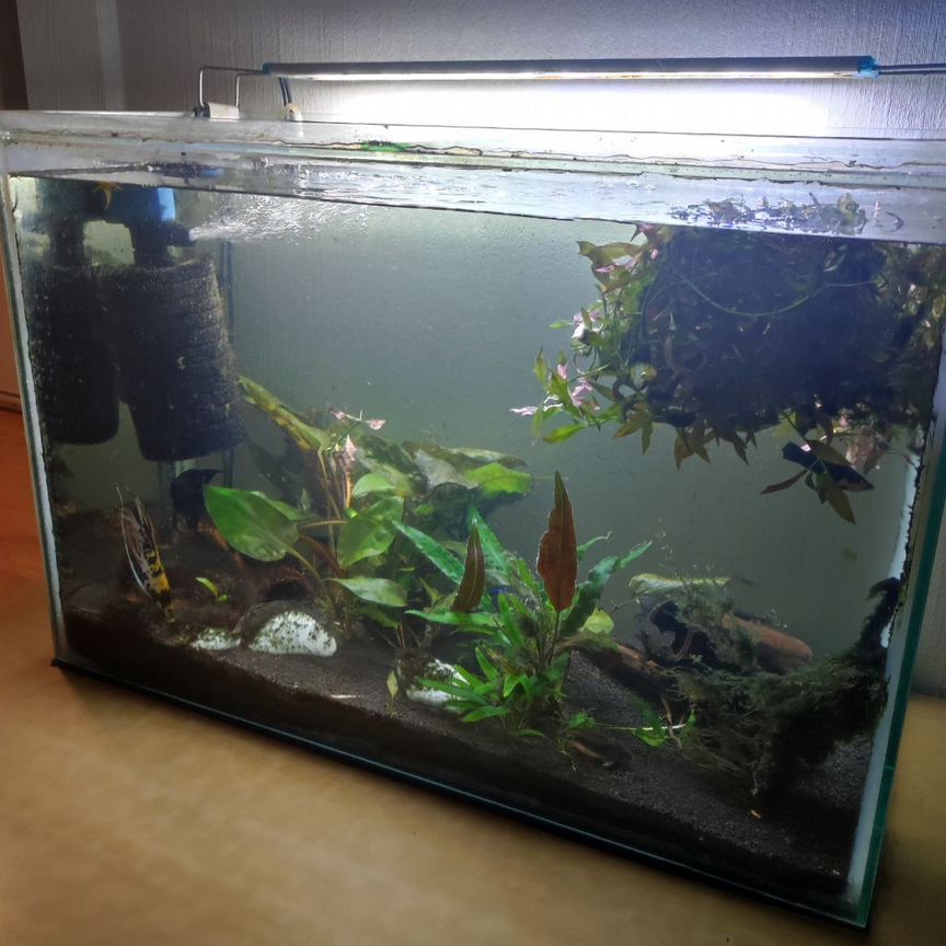 Аквариум с рыбками
