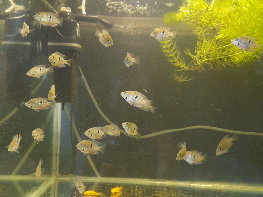 Аквариумные рыбки