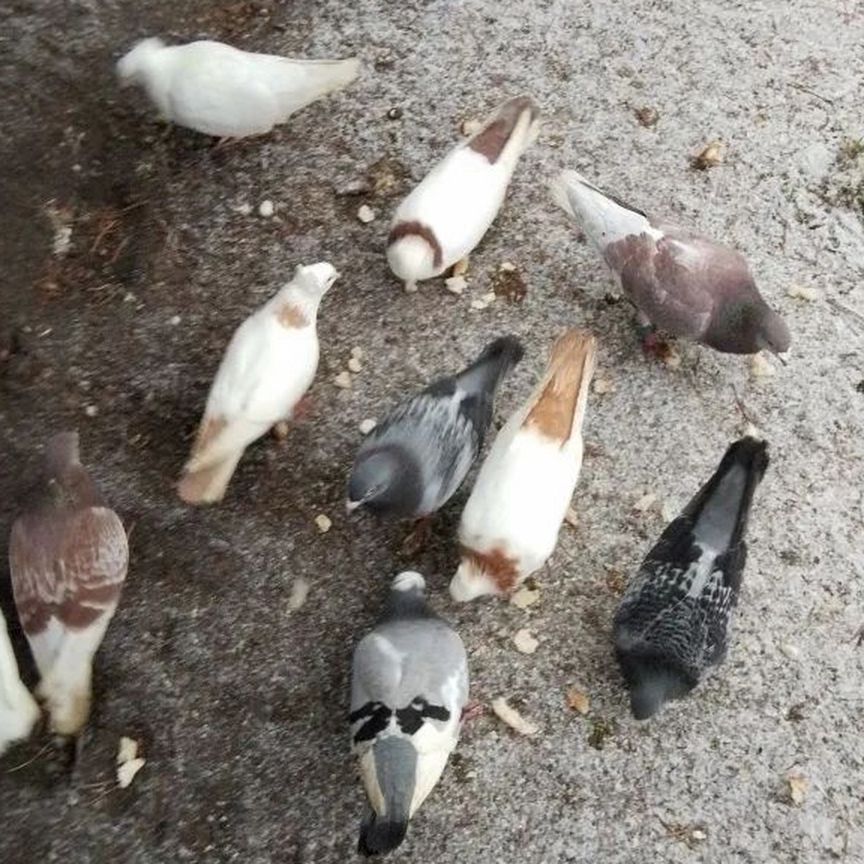 Продажа голубей