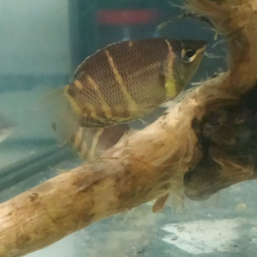 Рыба.терморегулятор100и25