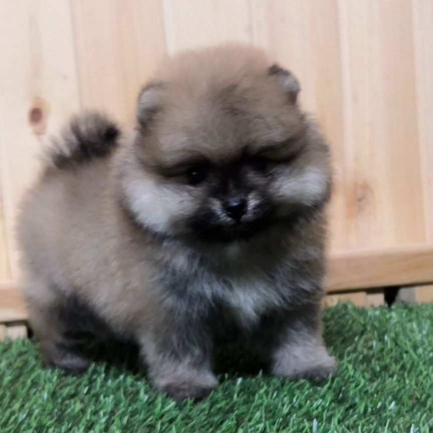 Померанский шпиц. мальчики