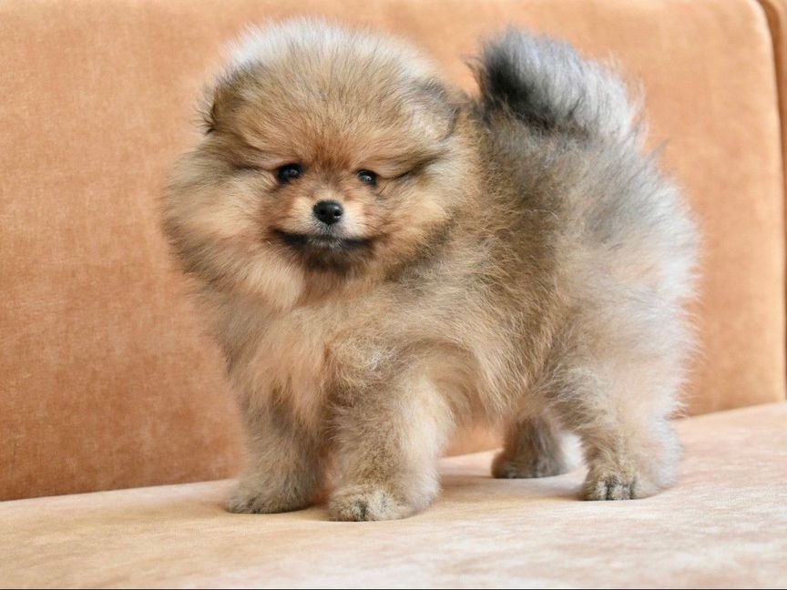 Померанский шпиц