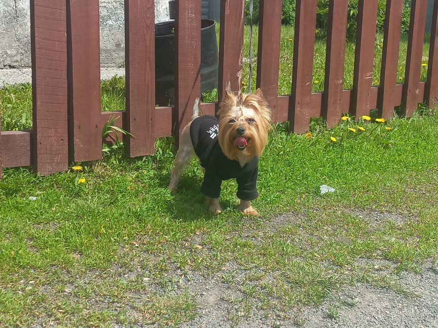 Йорк девочка