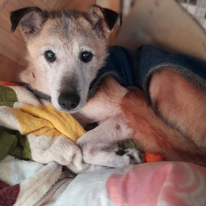 Взрослая собака в добрые руки