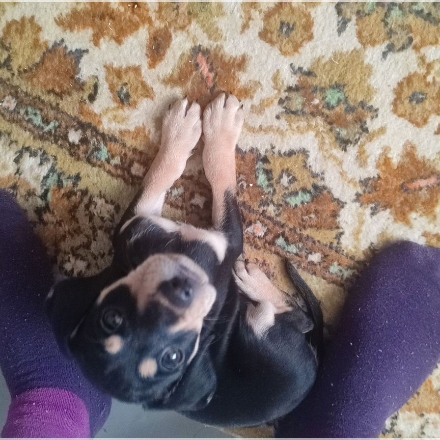 Английский той-терьер, щенок