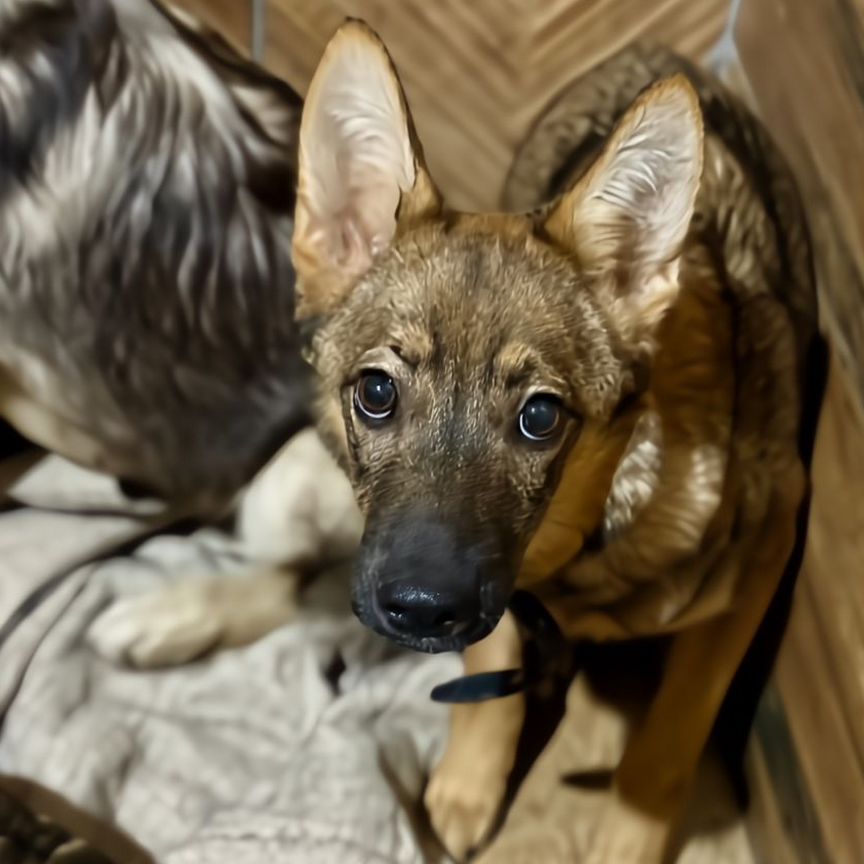 Щенок в добрые руки