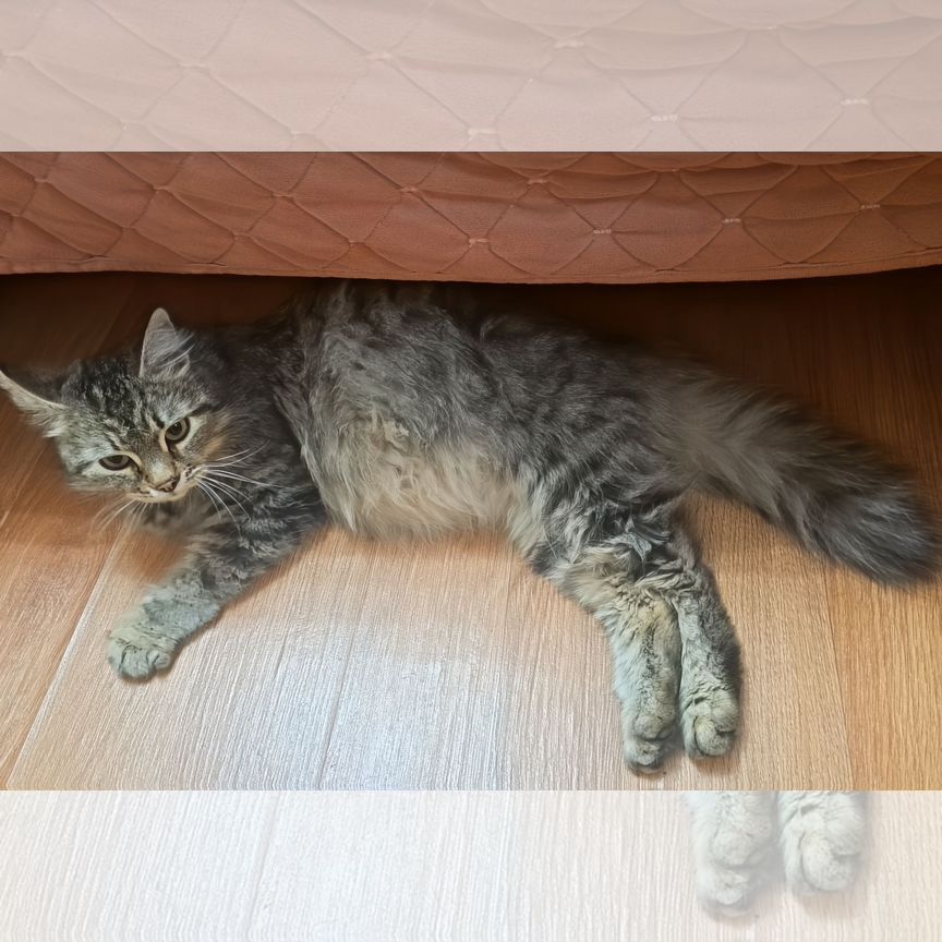 Взрослая кошка в добрые руки