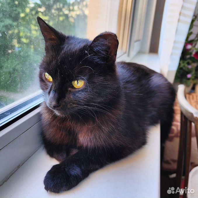 Кошка Чернушка ищет дом