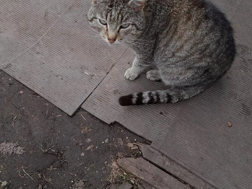 Котя ищет дом