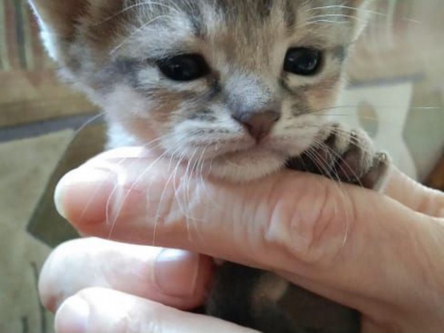 Абиссинские котята