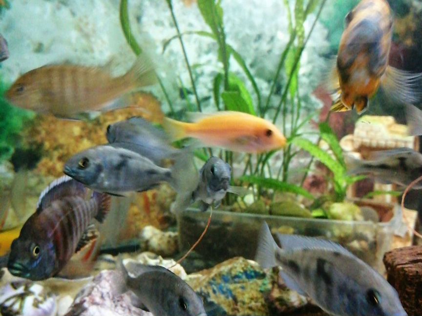 Малавийские цихлиды