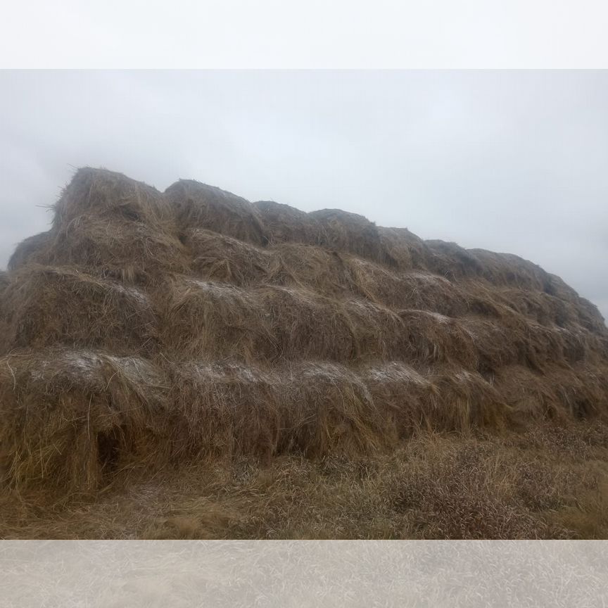 Продам сено в рулонах