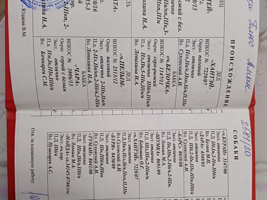 Щенки западно сибирской лайки