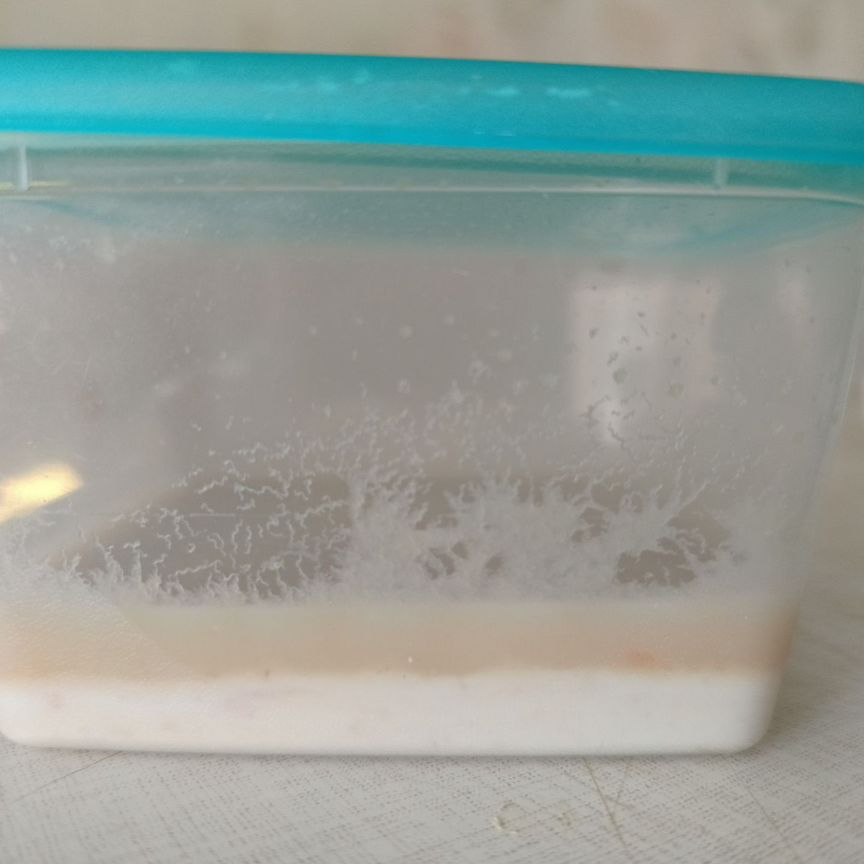 Нематода, уксусная угрица