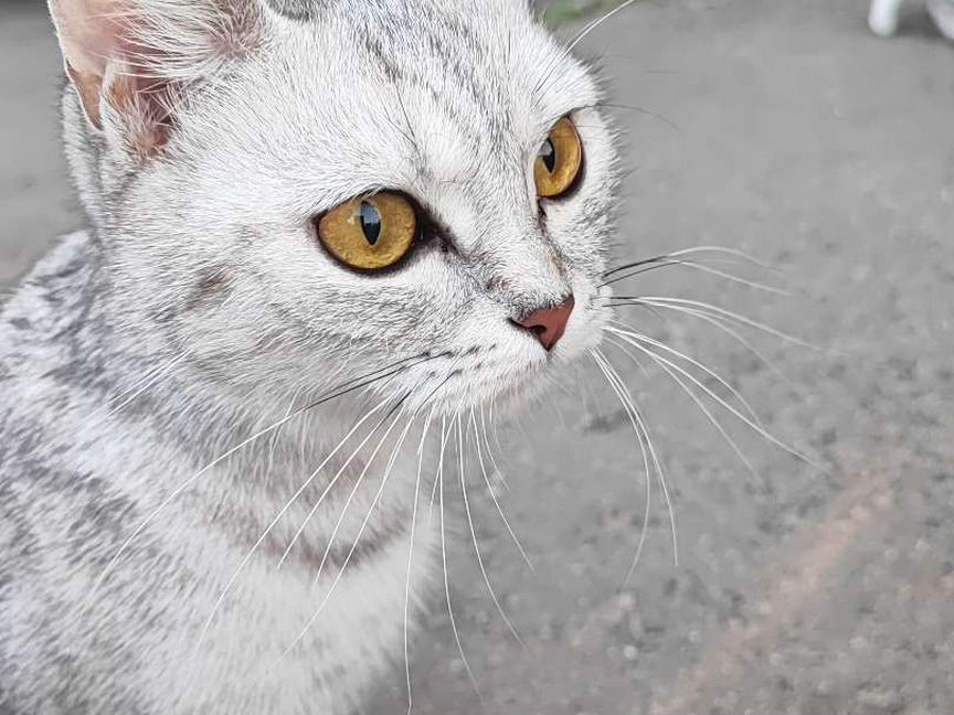 Кошка белая вискас метис шотландской