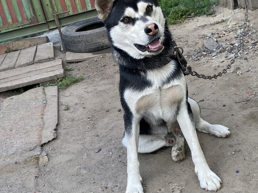 Сибирский хаски