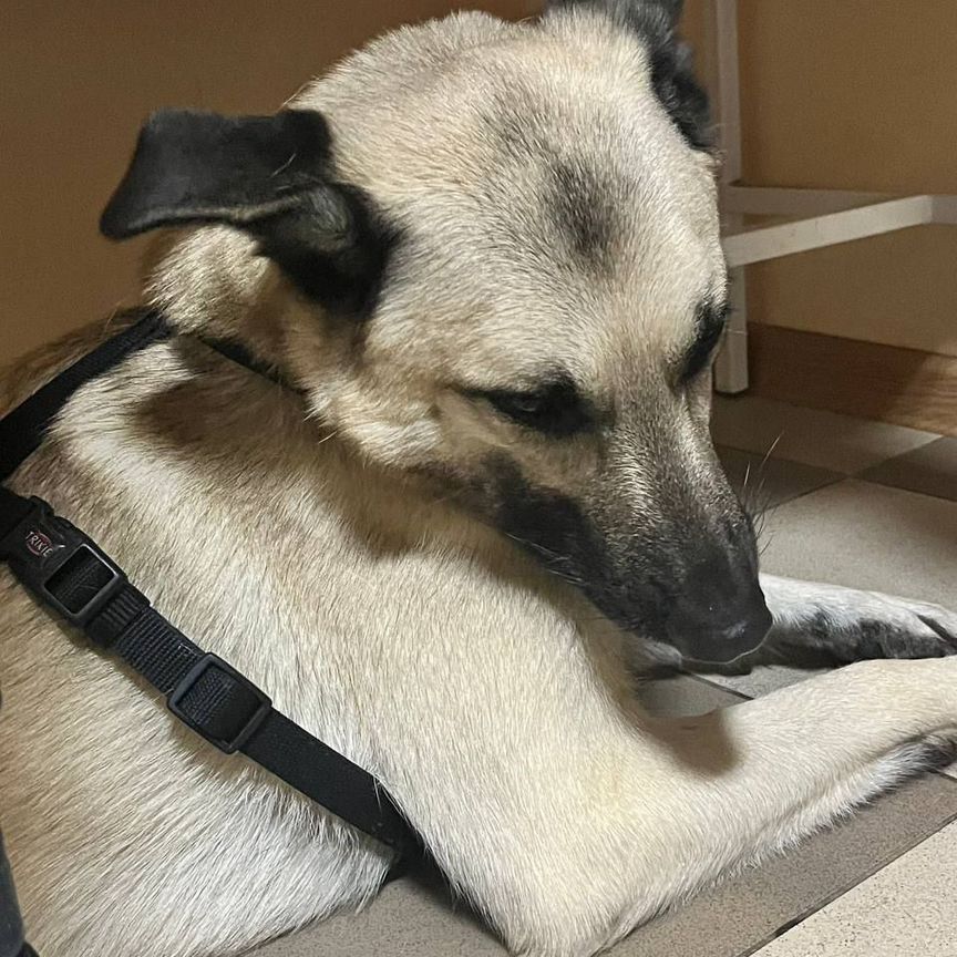 Карамельке нужна ваша любовь и забота