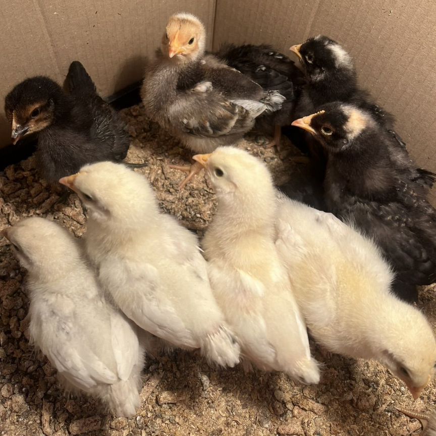 Цыплята несушки