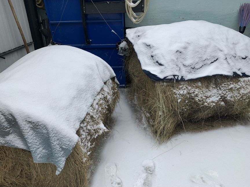 Сено люцерны в тюках