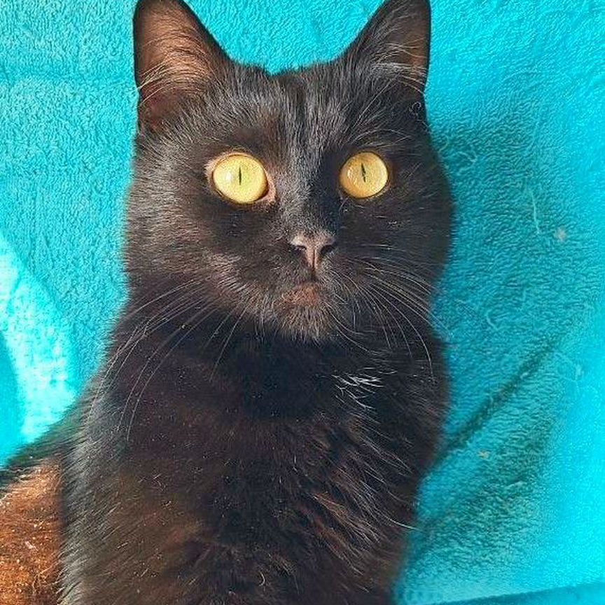 Молодая черная кошка