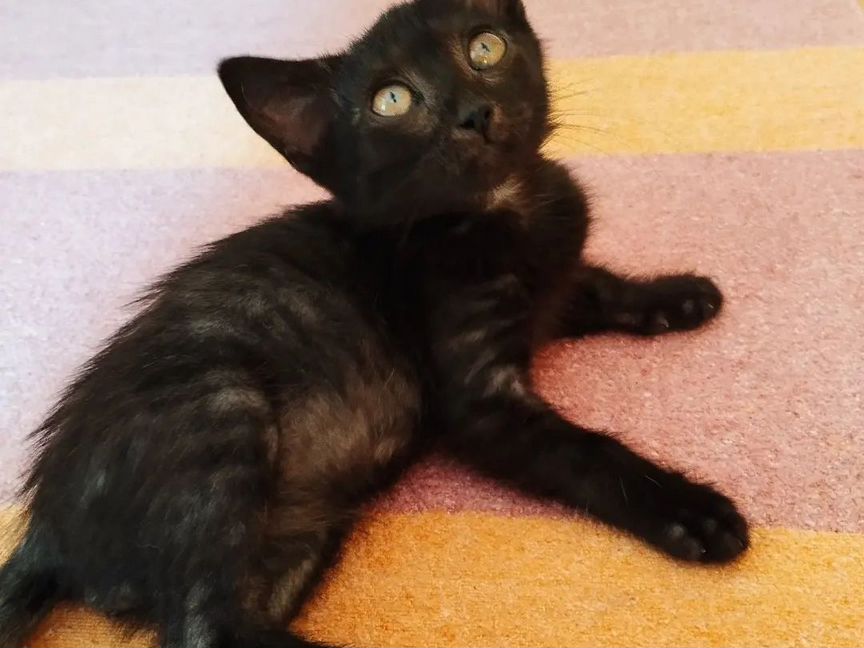 Котенок малыш-сюрприз