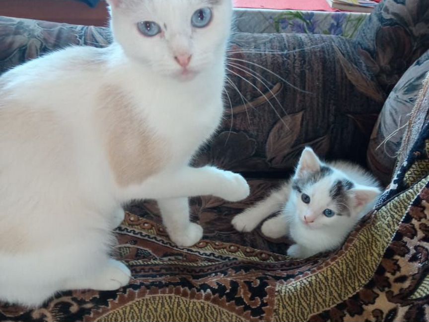 Отдам котенка в добрые руки