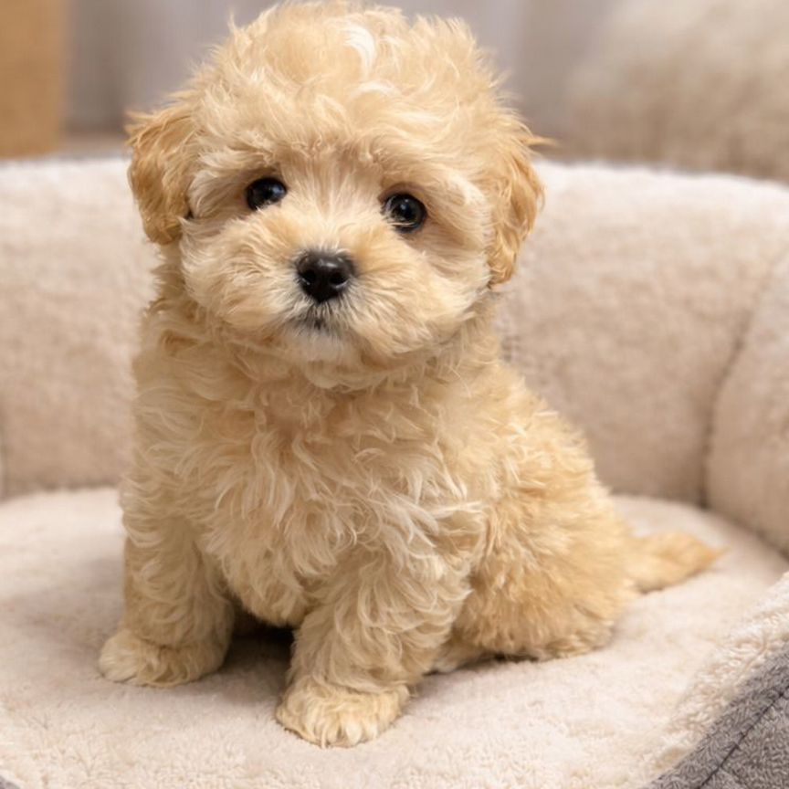 Мальтипу, щенок