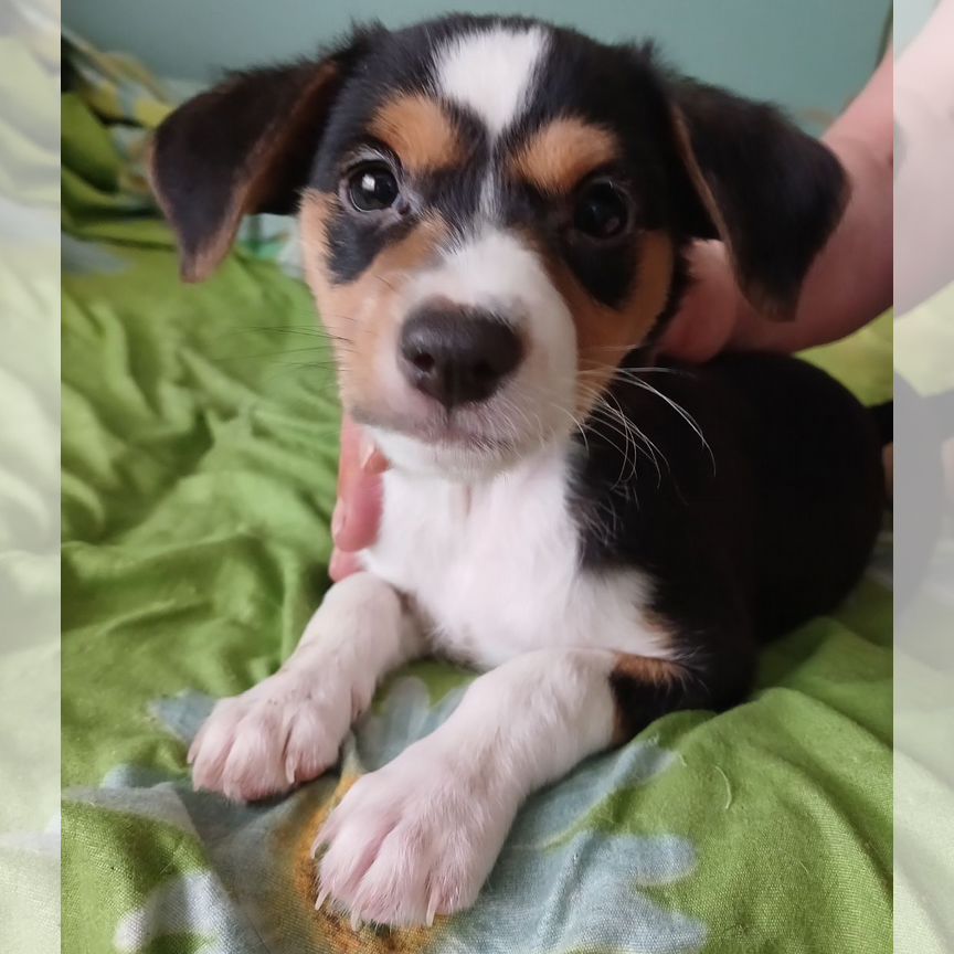 Русский той-терьер, щенок