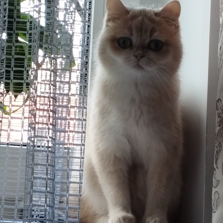 Кошечка ищет котика