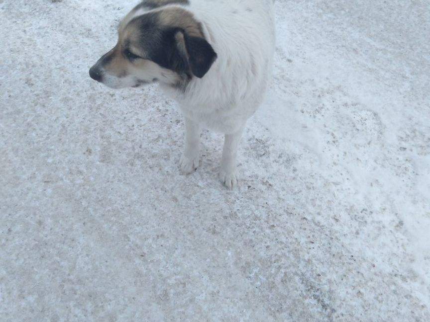 Отдам в добрые руки бездомную собаку Альму