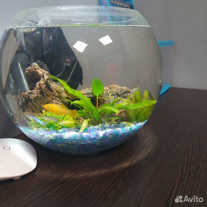 Отдам бесплатно 5 рыб