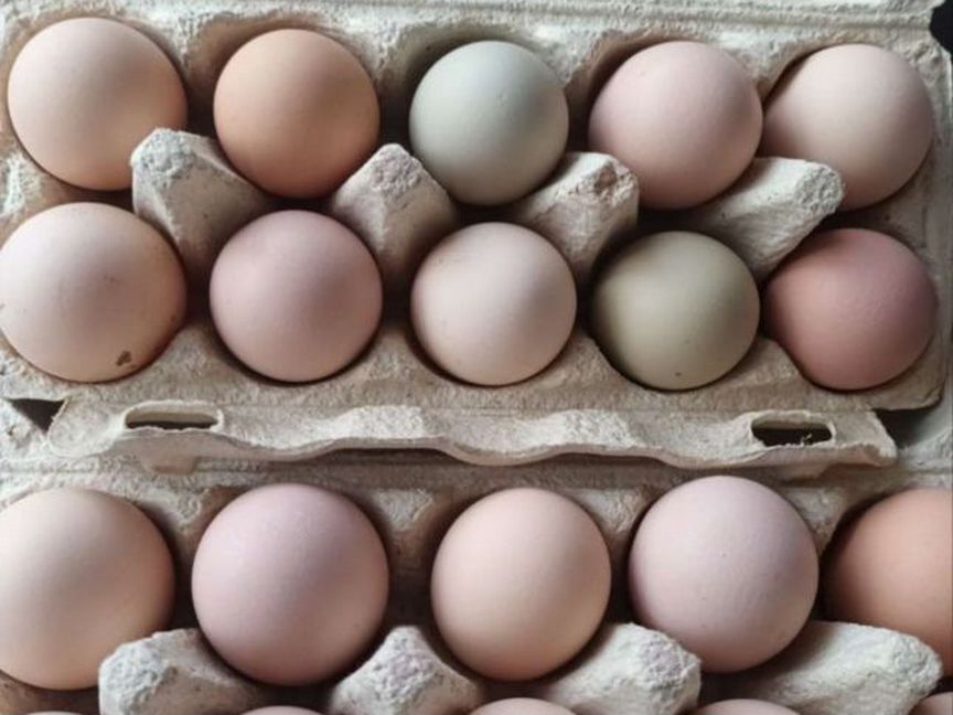 Куры несушки