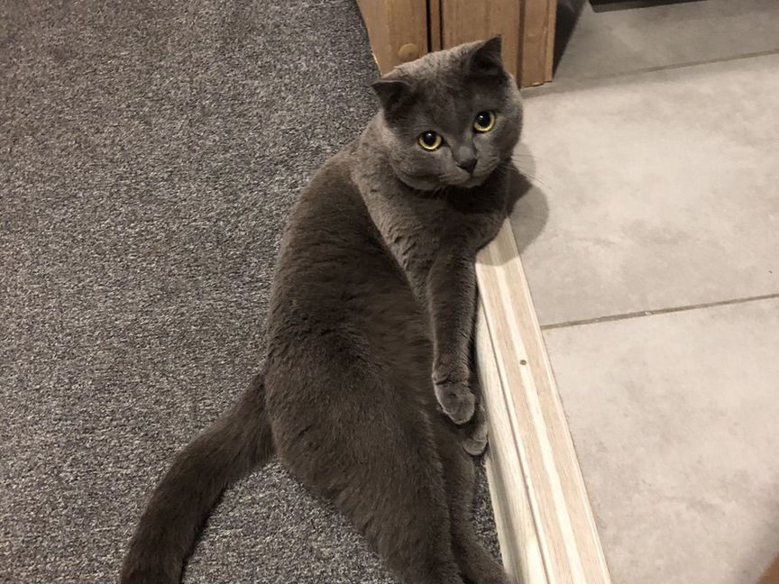 Британский котик ищет дом