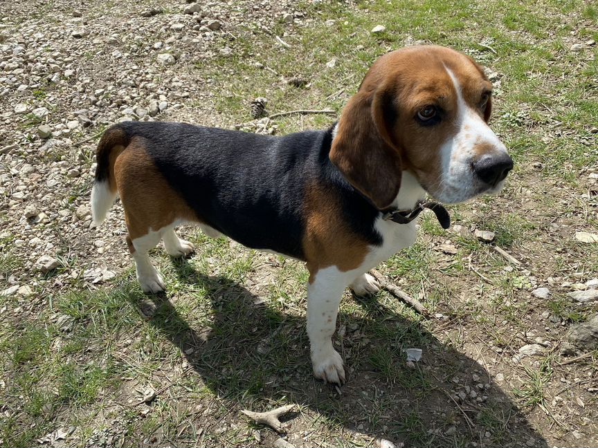 Найден Бигль