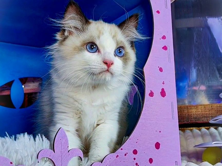 Рэгдолл, нежное чудо