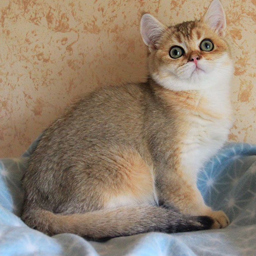 Золотой котик Яша