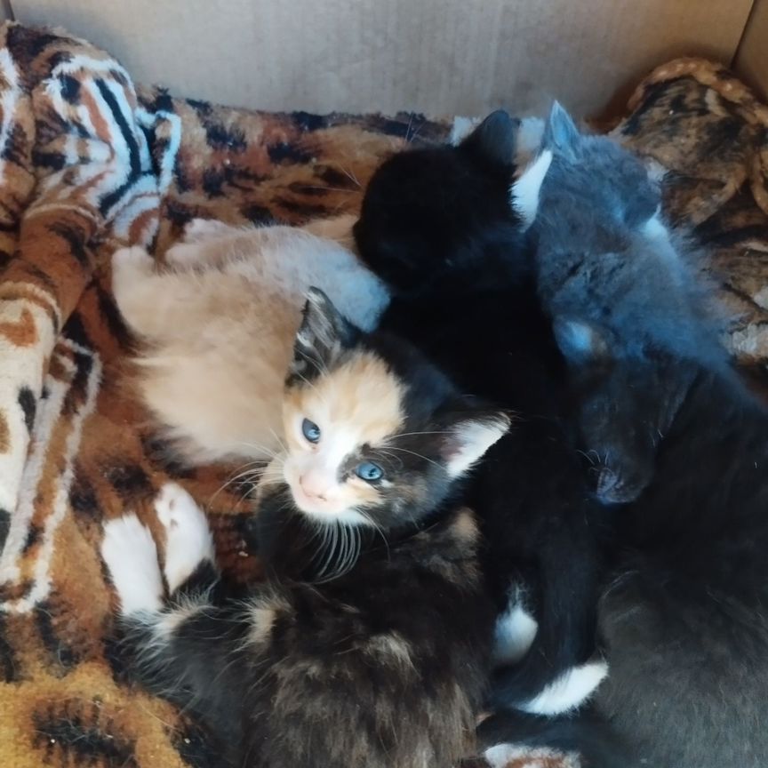 Котята в добрые руки