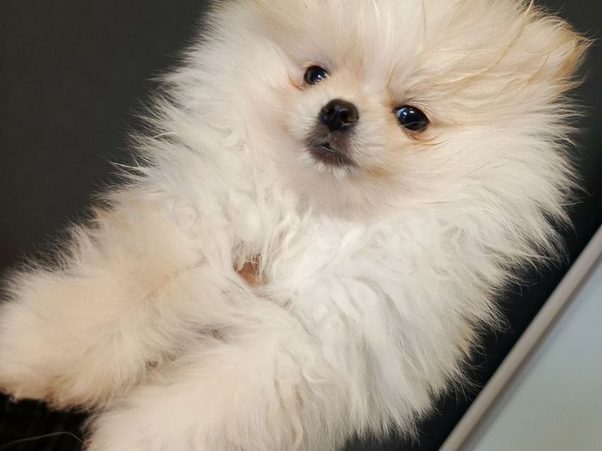 Продается щенок померанского шпица