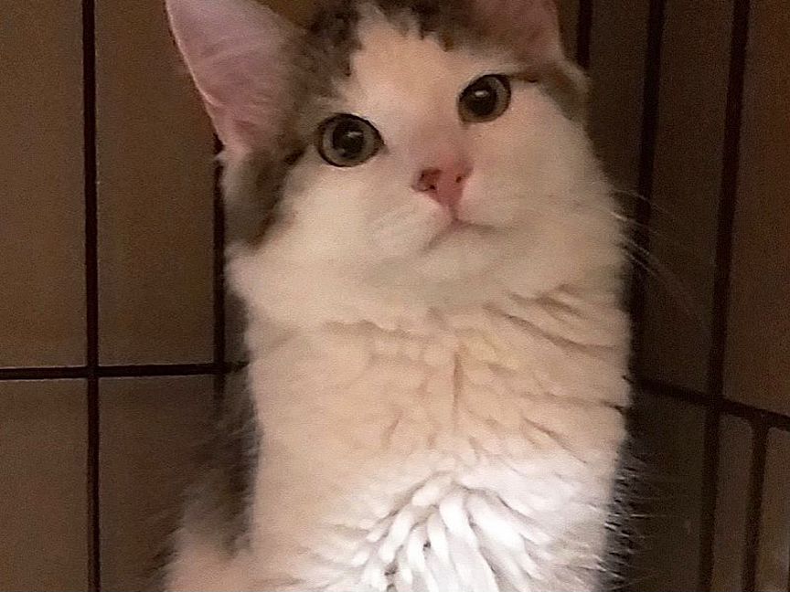 Котенок в добрые руки