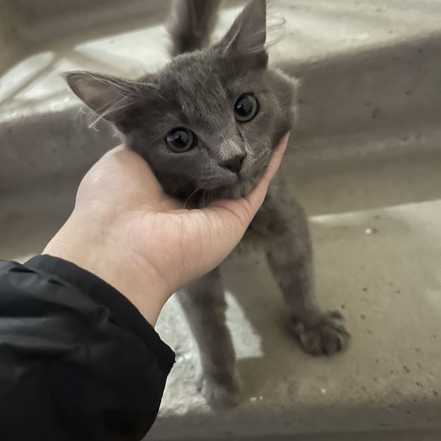 Котенок в добрые руки