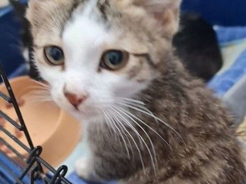 Котенок мальчик 4 месяца